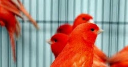 Tips Membedakan Kenari Merah Asli atau Palsu - Ocehan Kenari