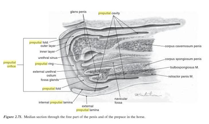 Life as we know it ...: Duke's itchy belly opening (Be sure and skip ...