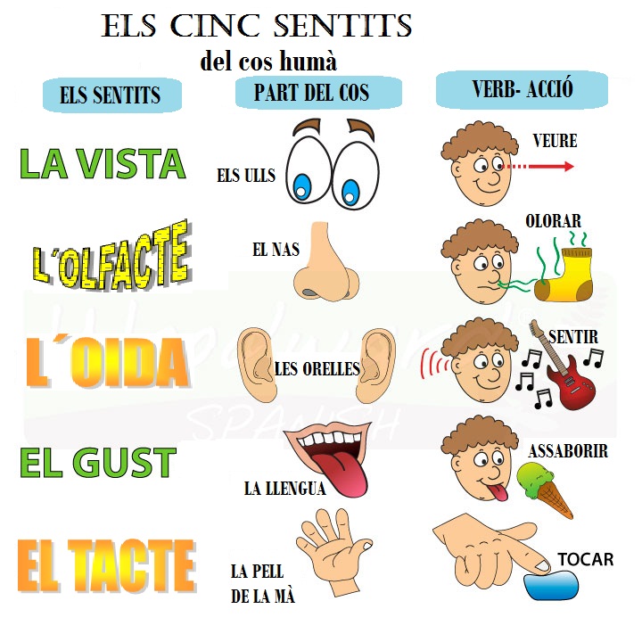 Pra pre pri la primavera ja està ací: Els sentits i els òrgans dels sentits
