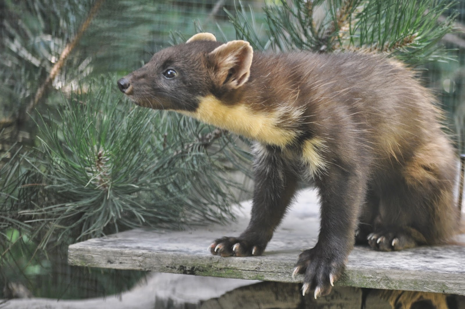 ZOOTOGRAFIANDO (MI COLECCIÓN DE FOTOS DE ANIMALES): MARTA EUROPEA ...