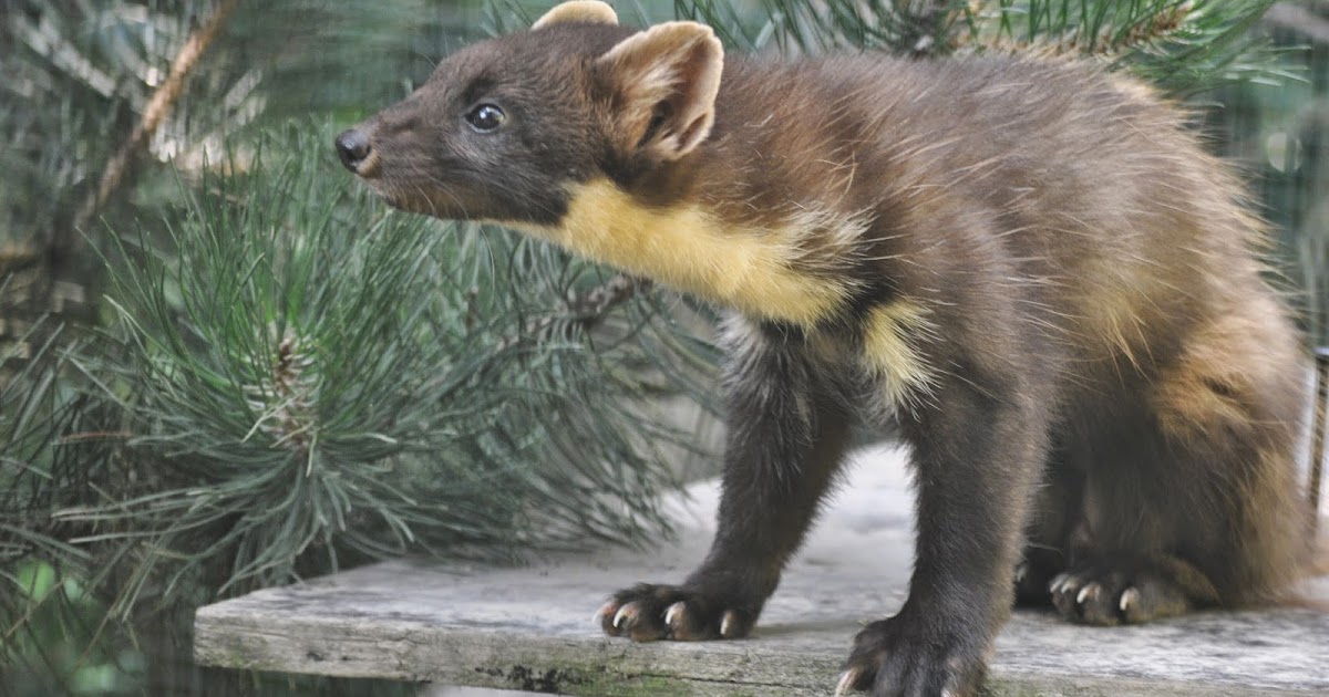 ZOOTOGRAFIANDO (6.100 ANIMALS): MARTA EUROPEA / EUROPEAN PINE MARTEN ...