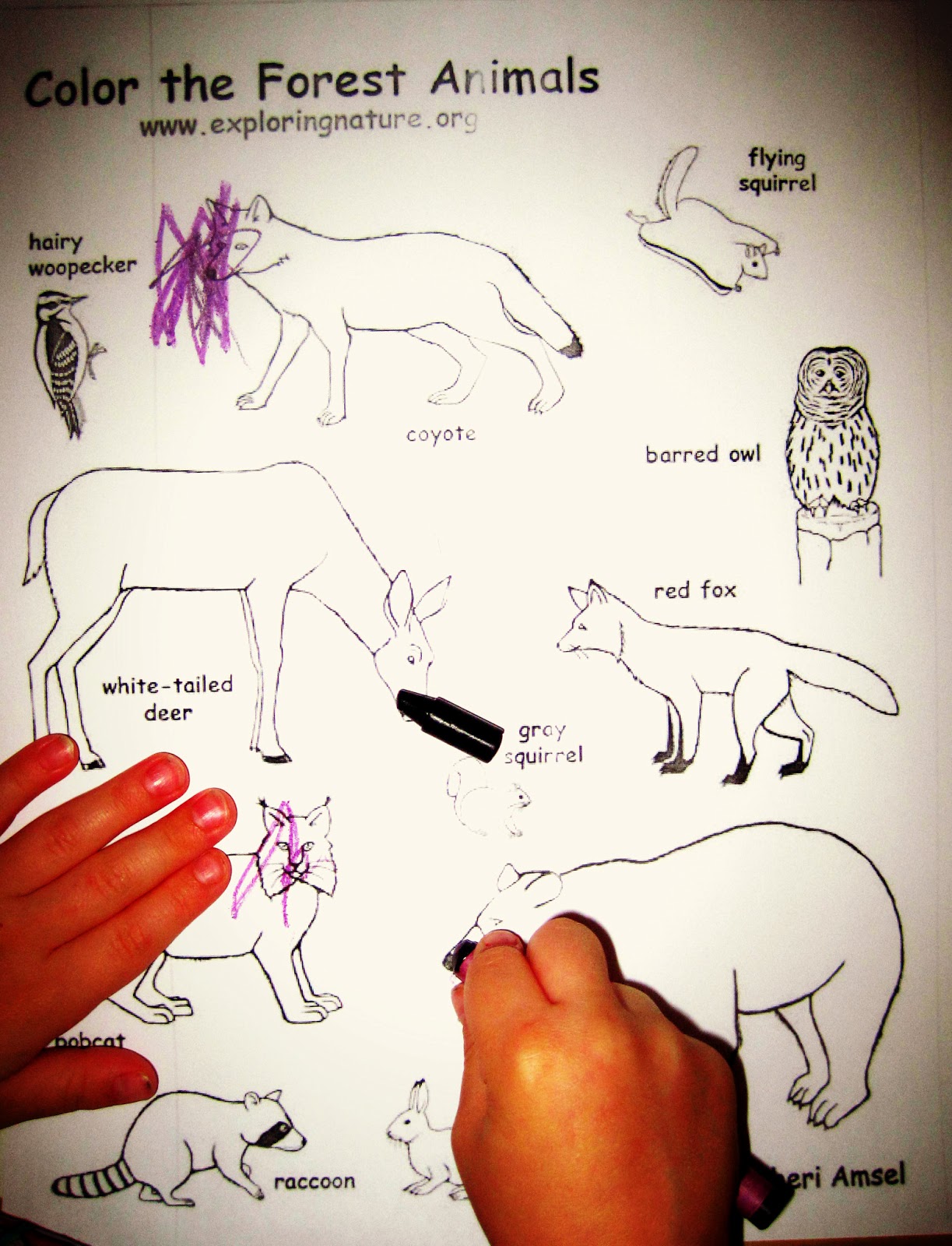 Preschool Ideas by Alicia : Wild Animals- Day 10