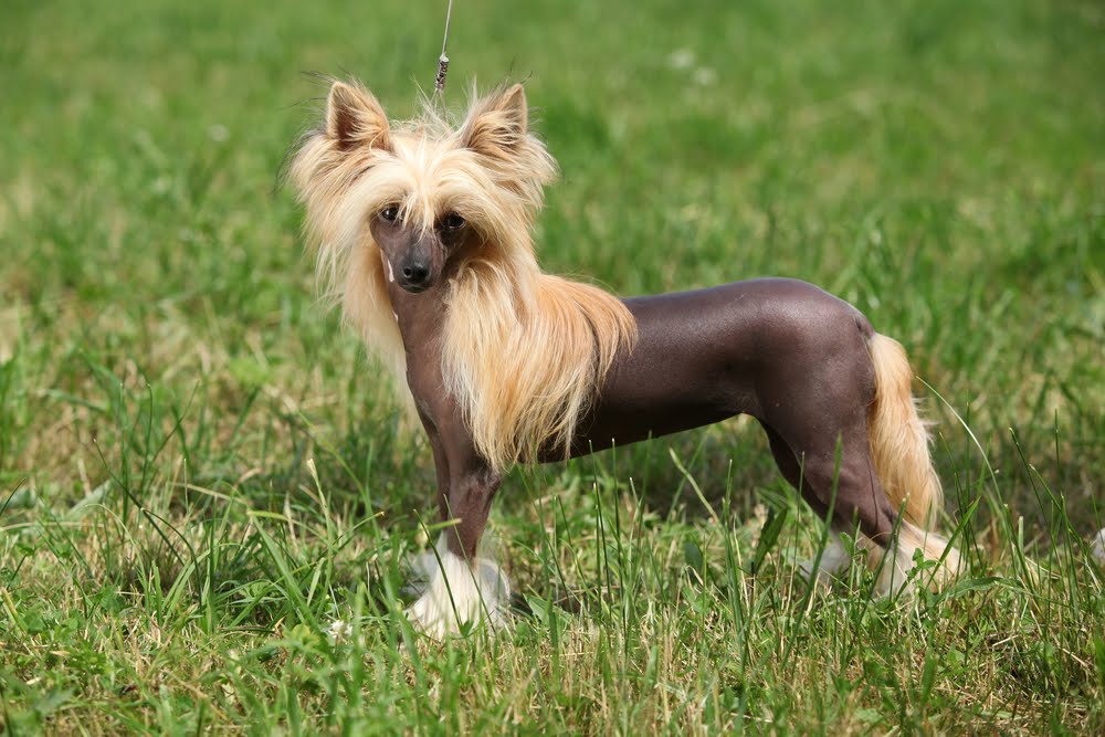 The Kennel Club: 10 Chinese Dog Breeds
