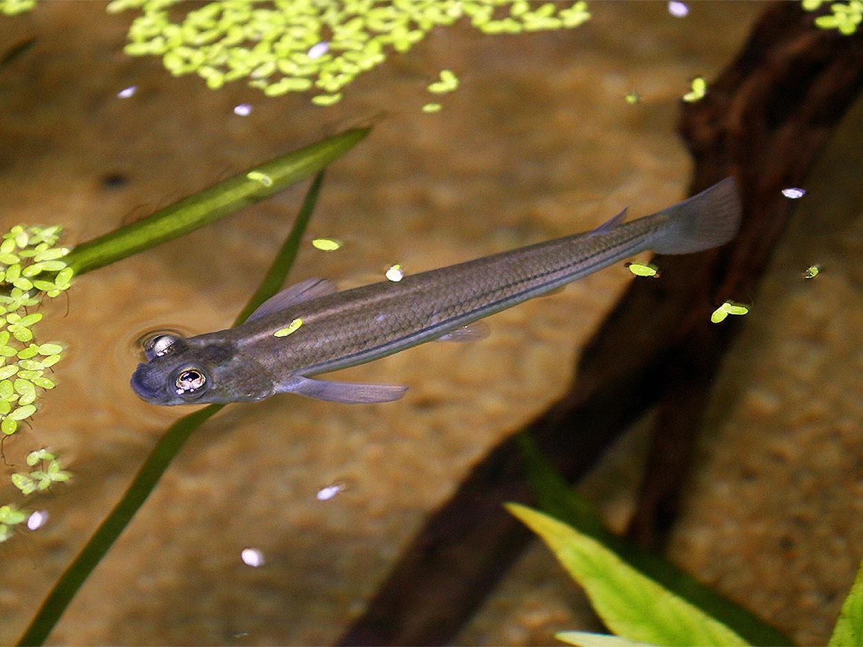 Four-Eyed Fish ~ Aquatic Animals