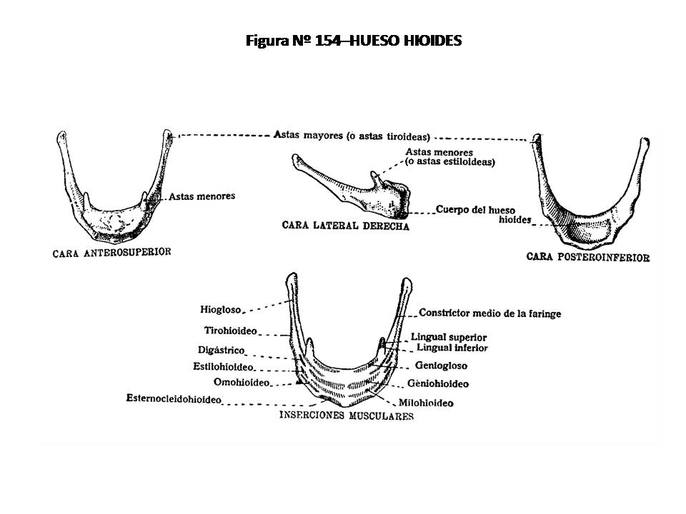 ATLAS DE ANATOMÍA HUMANA: 154. HUESO HIOIDES.
