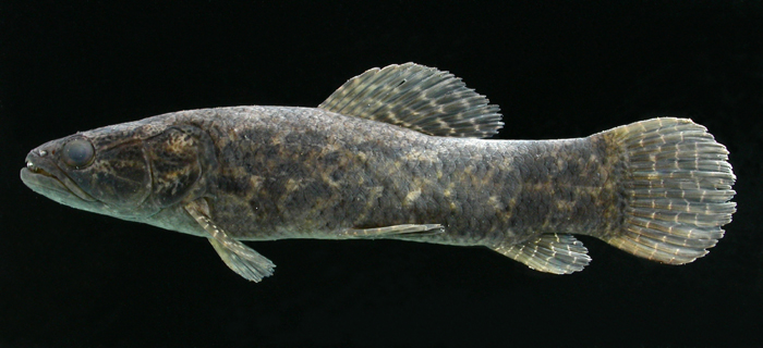 O Livro da Natureza: Anjumara, peixe lobo do rio