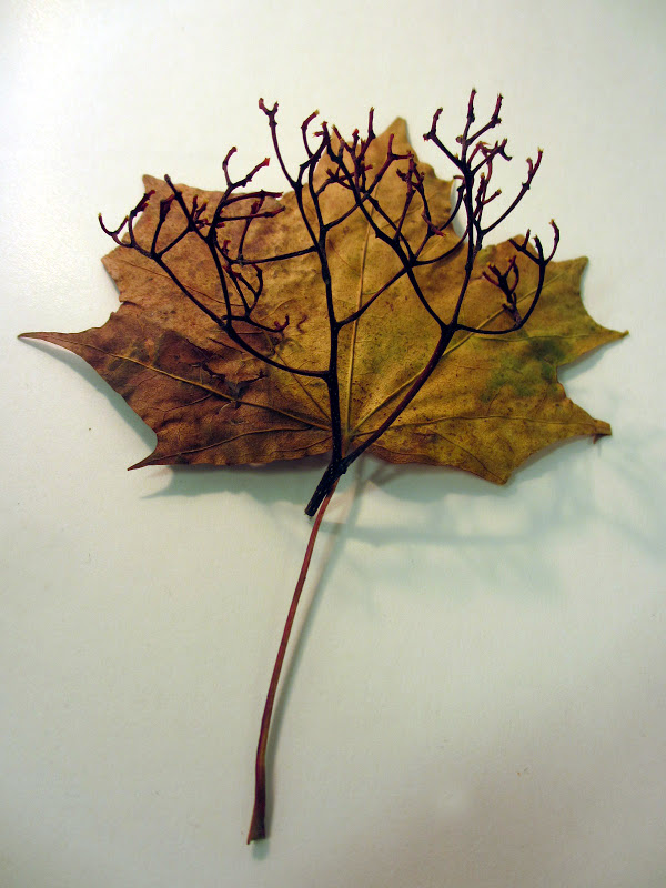 omⒶ KOPPA: LEHTI-PUU