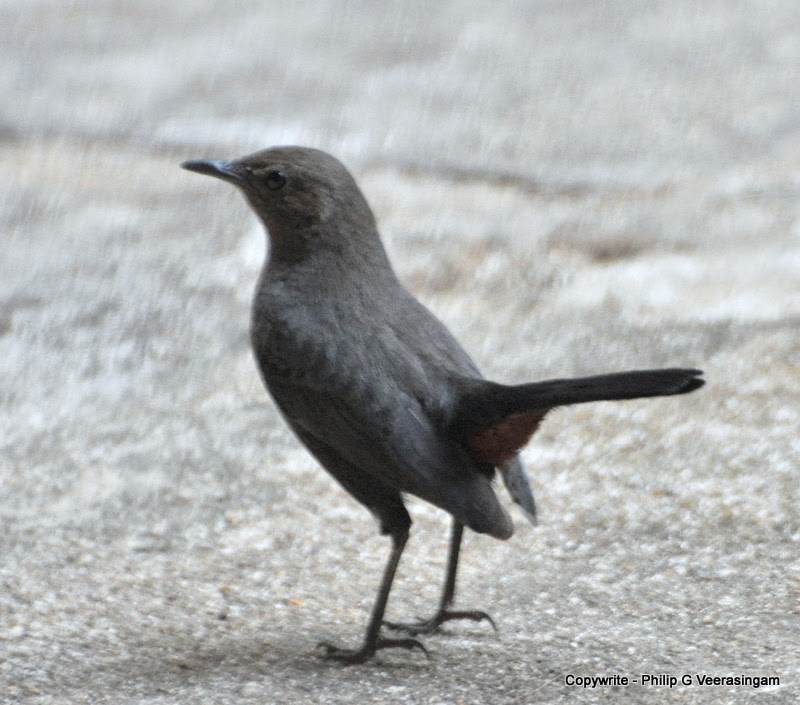 photosofbirdsofsrilanka: 'Indian Black Robin' - Saxicoloides fulicata ...