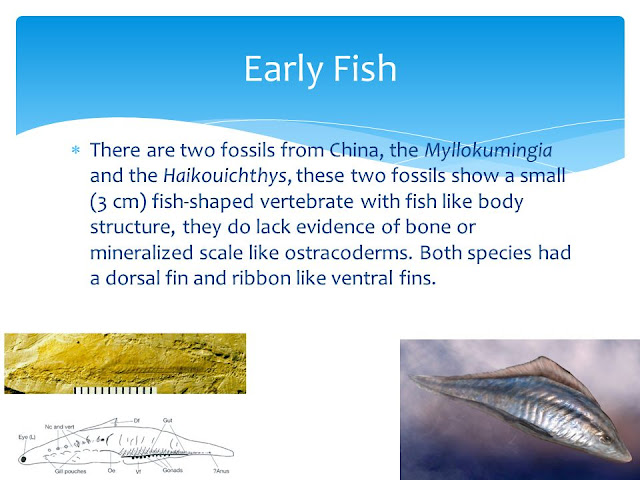 Biological-Freak: 最早的脊椎動物化石—海口魚(Haikouella )及昆明魚(Myllokumingia) 10-21-2018