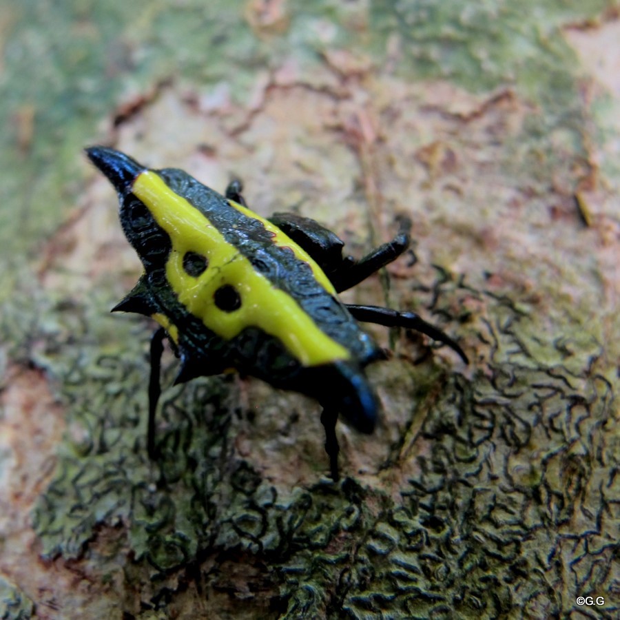 Nature Wonders Gershonized: More New Guinea insects זחלים עכבישים ...