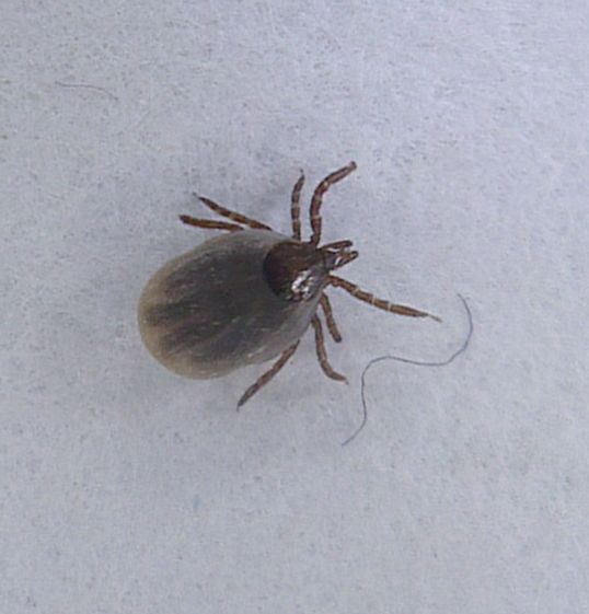 Pe pielea ta: Despre capuse