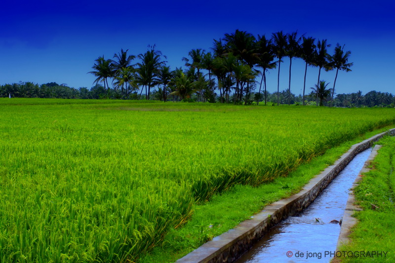 Sawah Bagus