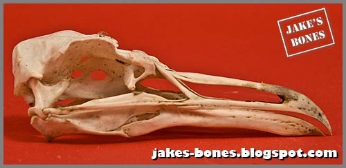 Half term trips: the Scottish Seabird Centre : Jake's Bones