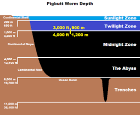 Real Monstrosities: Pigbutt Worm