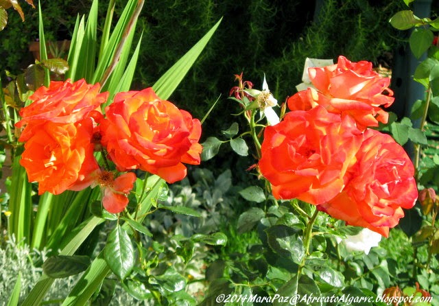 Africa to Algarve: Garden Bloggers' Bloom Day - May 2014