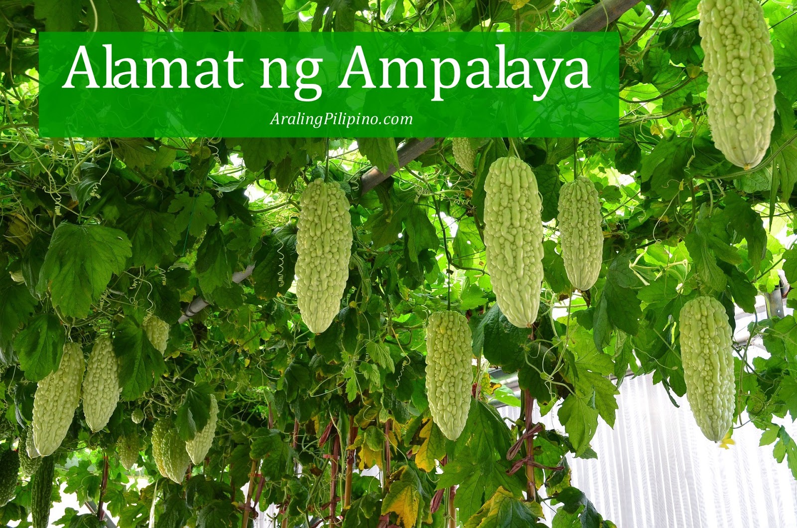 Alamat Ng Ampalaya