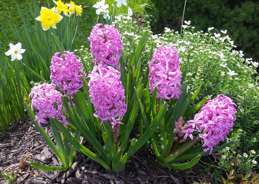 Future Plants by Randy Stewart: Hyacinth