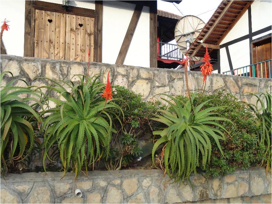 La Doctora De Las Plantas: Especies de sábila varían en el color de sus ...