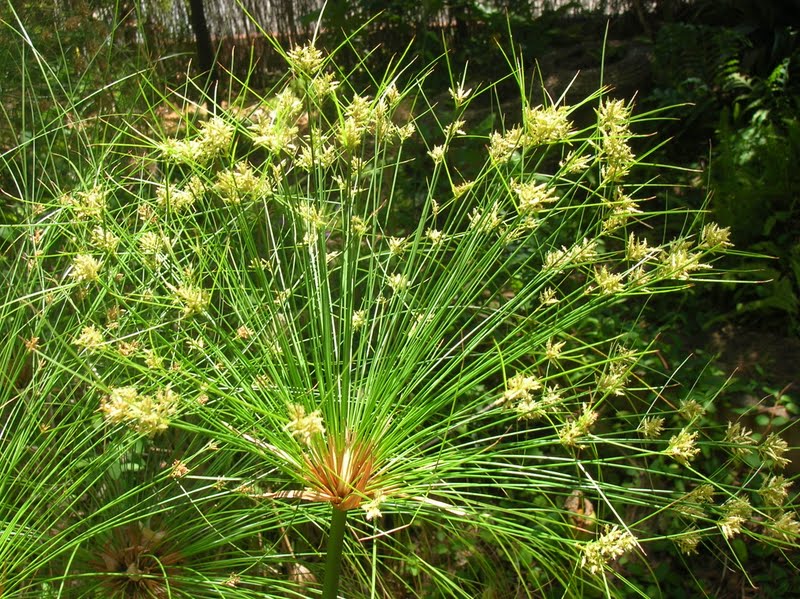 Recregarden: CYPERUS PAPYRUS