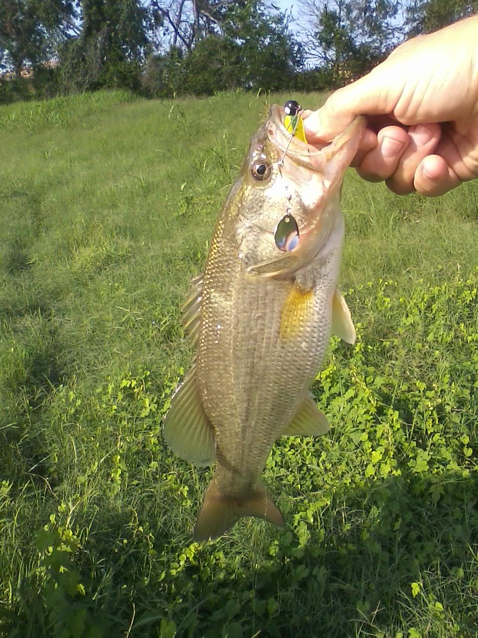 Crooked Antler: Urban Gully Fishing with the California Chapter President