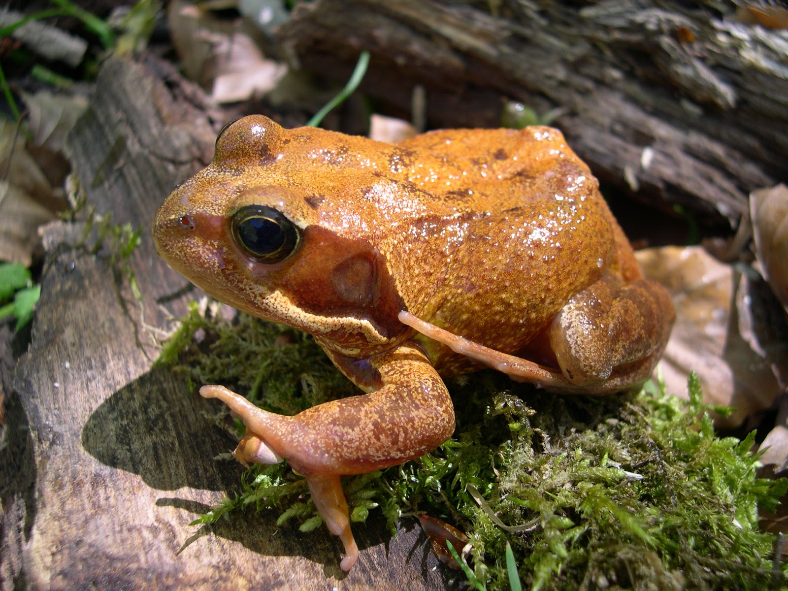 La herpetofauna de Zamora: TIERRAS VERDES 3