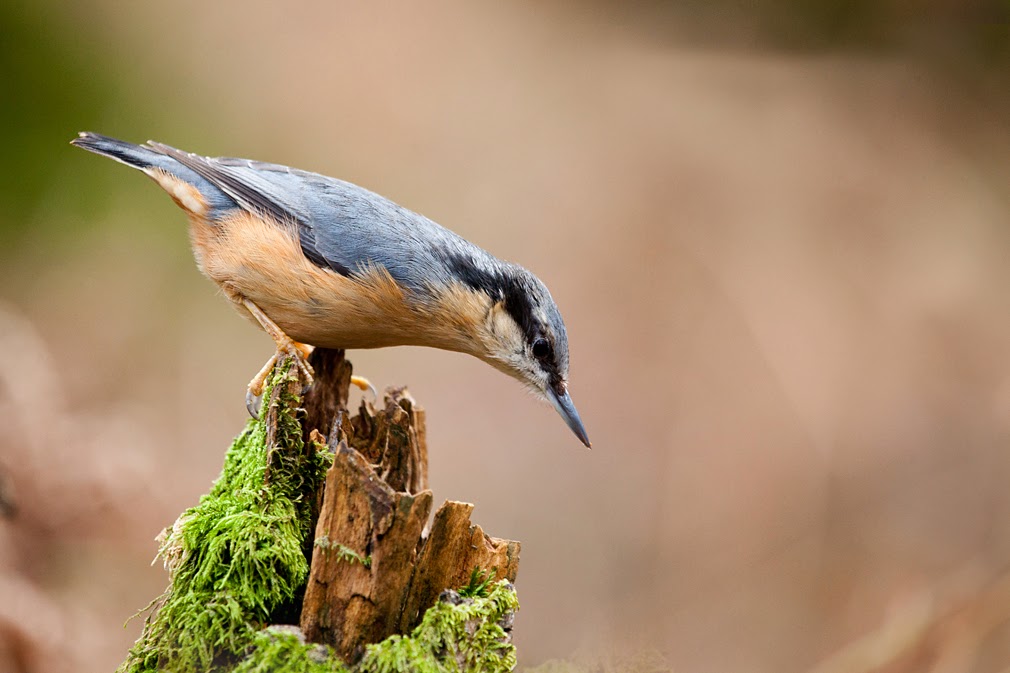 phils photographic adventures: Cannock Chase Birds feb 10th 2014
