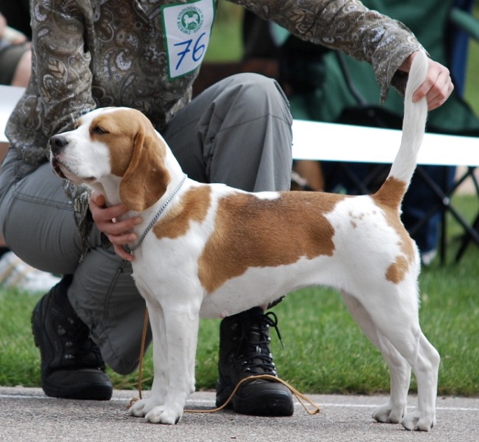 BI i TRICOLOROWO - czyli jak to jest z tymi kolorami u beagle