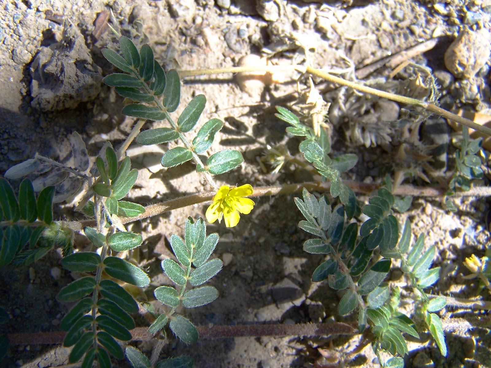 Galefod: Abrojos. Leyenda de poder anabolizante.