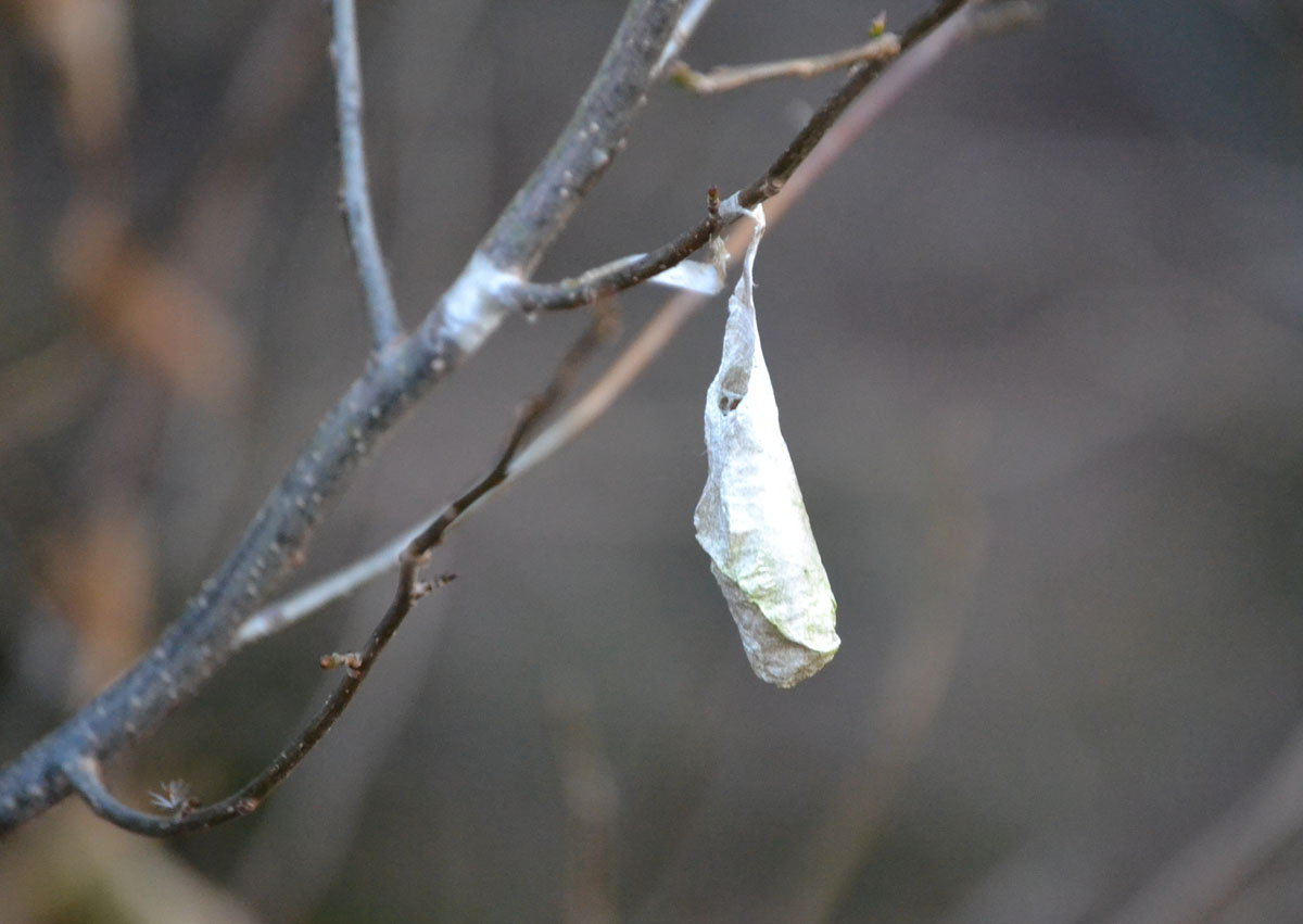 Woods Walks and Wildlife: November 2011