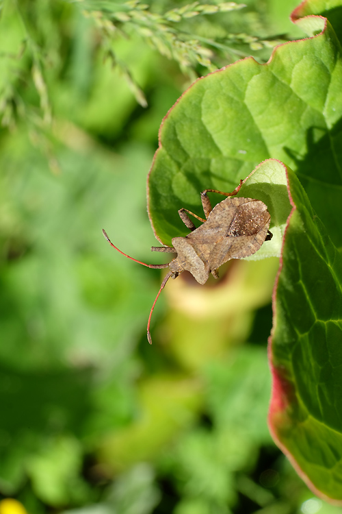 Carnet Nature: Punaise