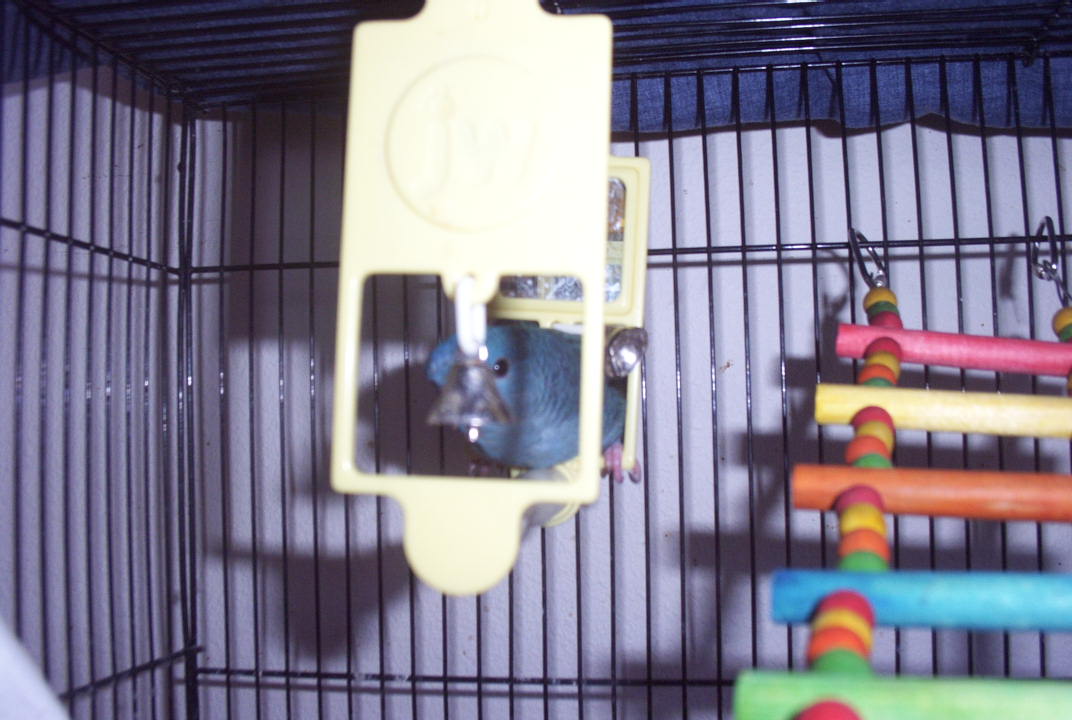 The Splendid Bourke Bird Blog: Cobalt Blue Linnie, Hand Fed and Rowdy