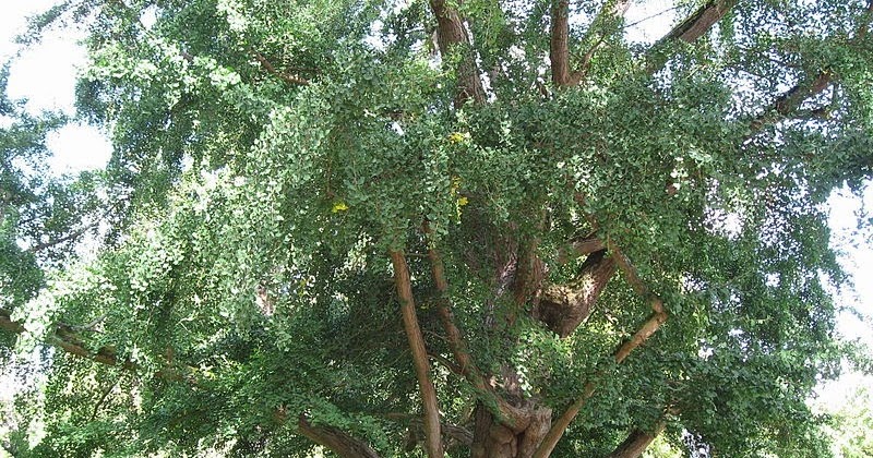 Variety of Life: Coniferophyta