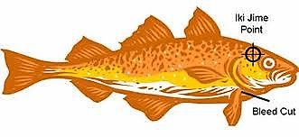 PESCA Y GASTRONOMÍA: IKE JIME: TÉCNICA JAPONESA PARA SACRIFICAR PESCADO