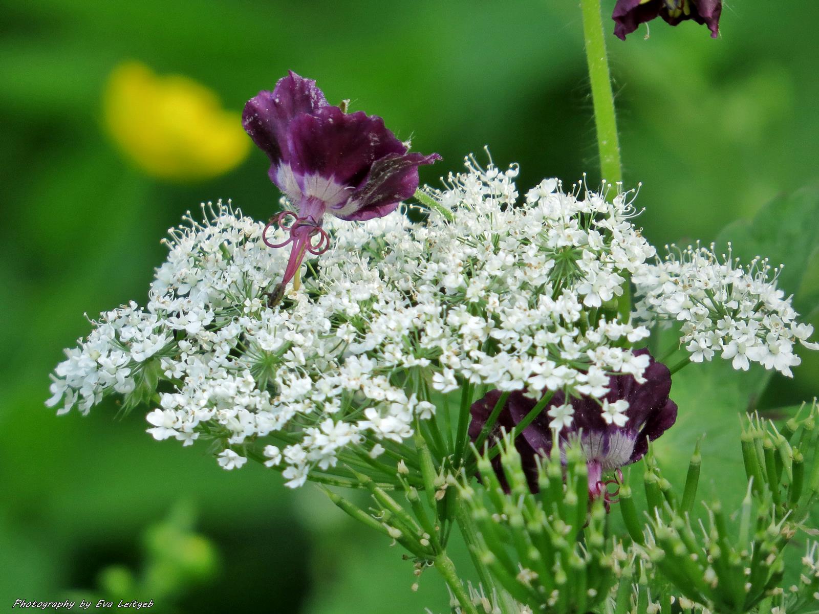 EVA'S WELT: Girsch...