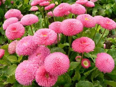 My Garden: Makna bunga pada Bulan Lahir