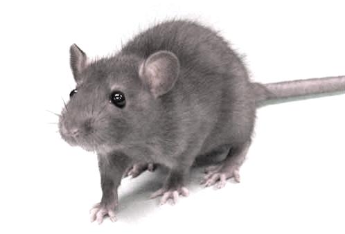 Control de Plagas en Sanidad Ambiental: Control de plagas en la ...