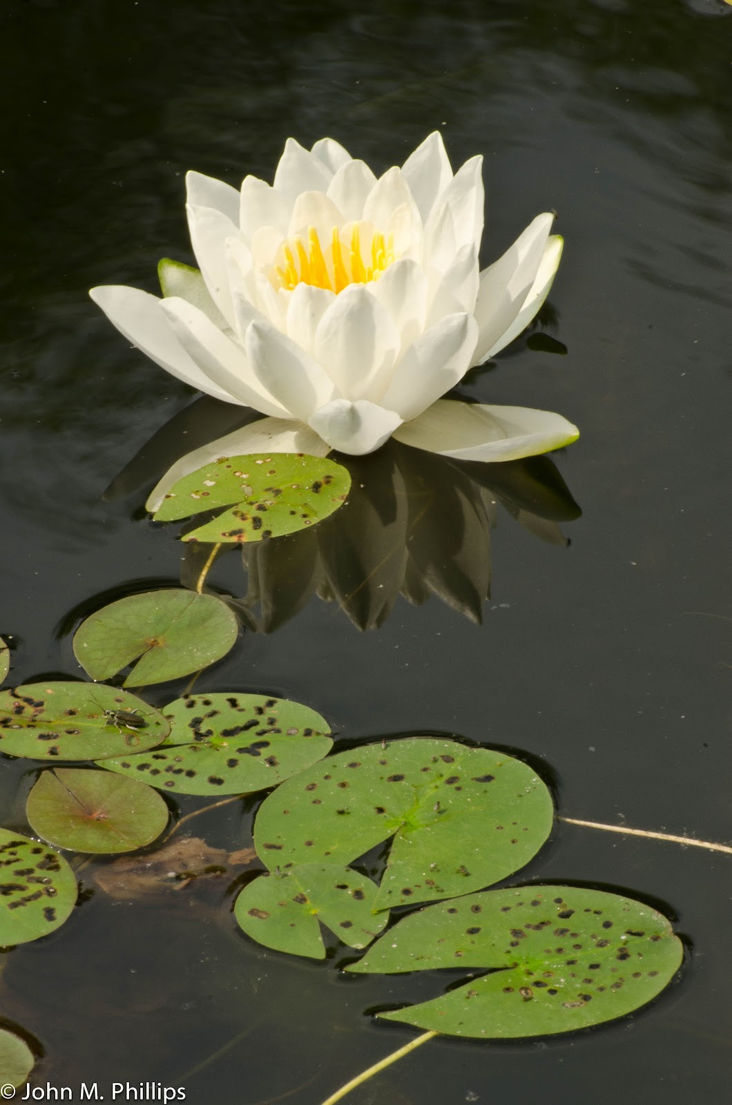 SKEPTIC PHOTO: FROGS AND LILYPADS