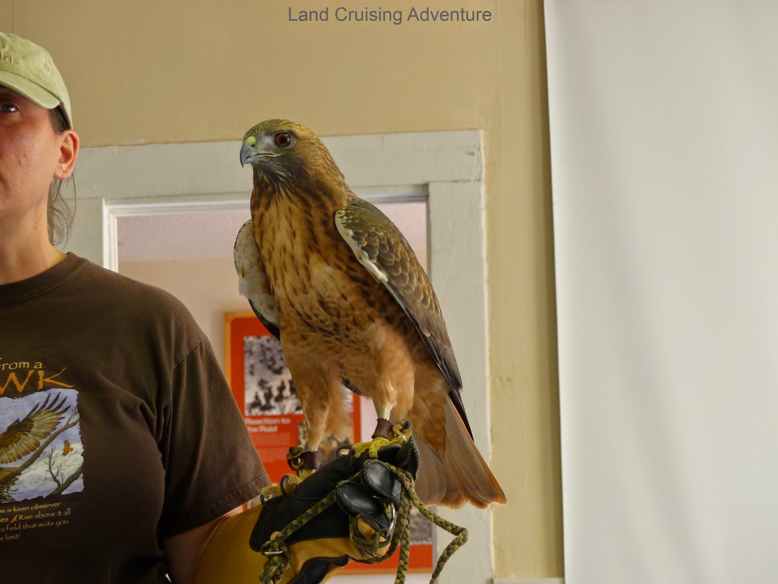 Land Cruising Adventure: New Mexico Raptors