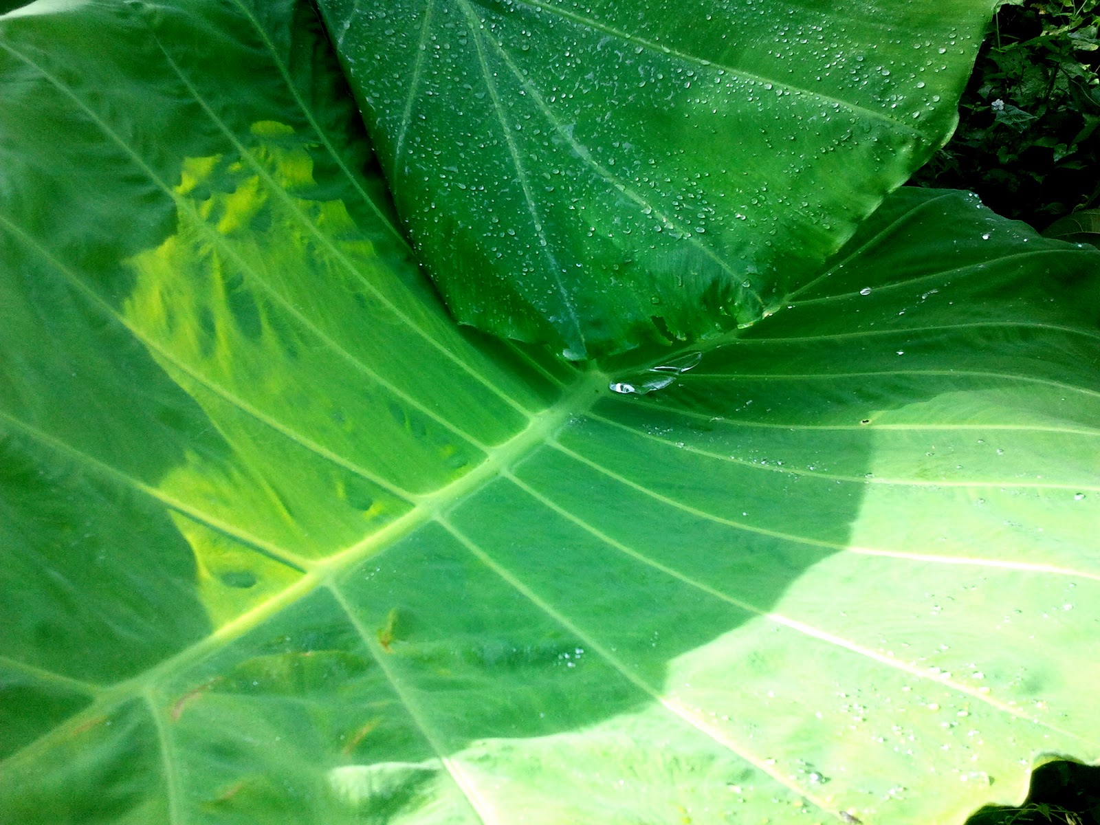 Mencurah Air Ke Daun Keladi Syed Amir Official Blog