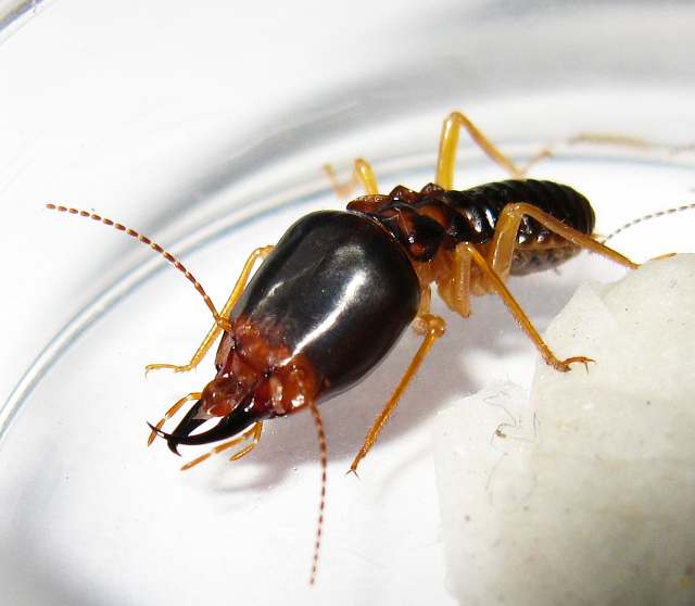 Photos and Info on Ants and Termites of Malaysia: Macrotermes Carbonarius