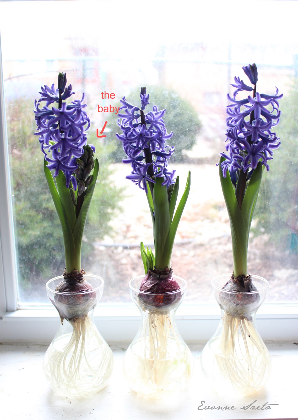 sweet from the heart: Pipe Cleaner Daisy Rings Tutorial & DIY: I [heart ...