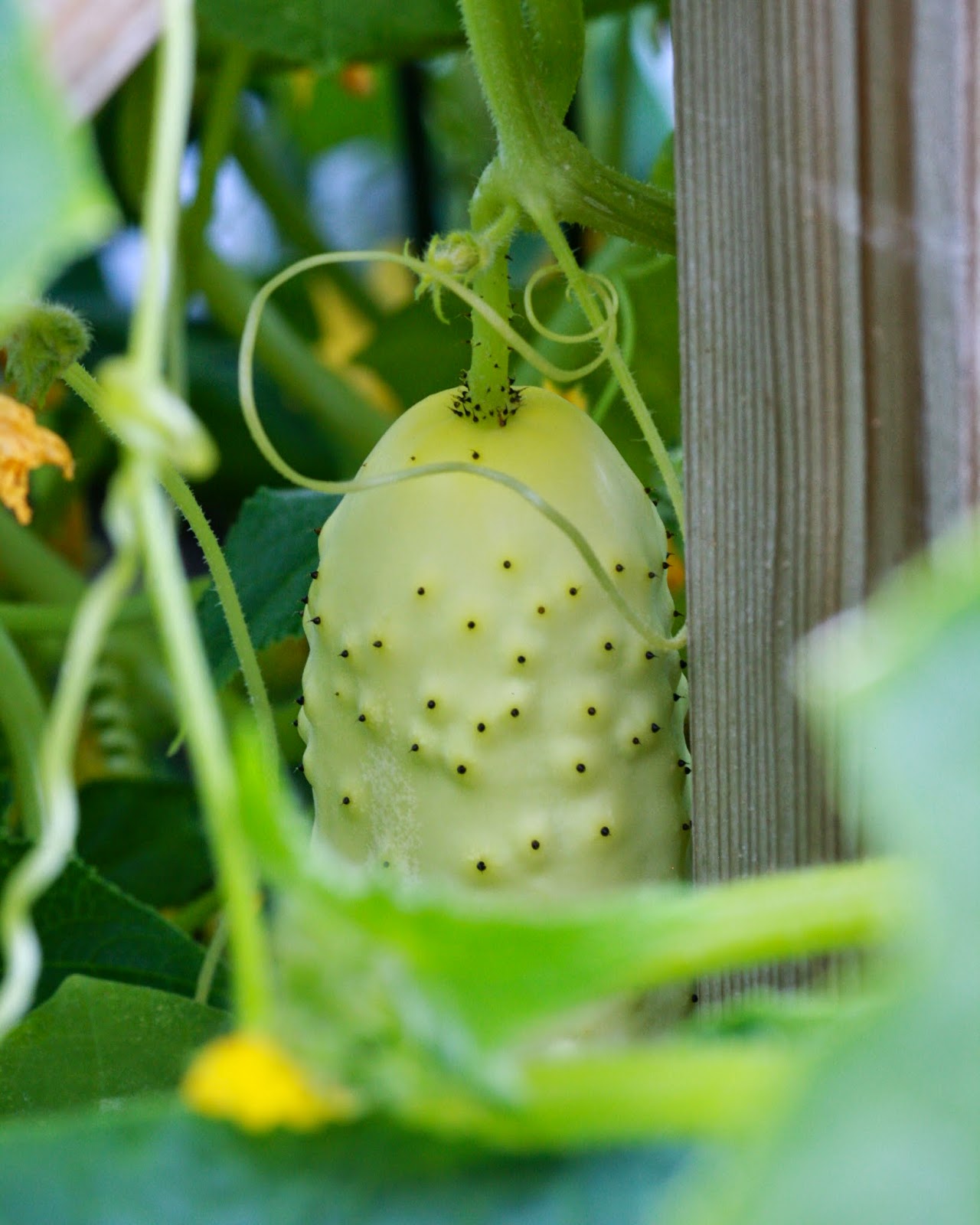 Planting Seeds, Cultivating Art: Holland White Cucumbers