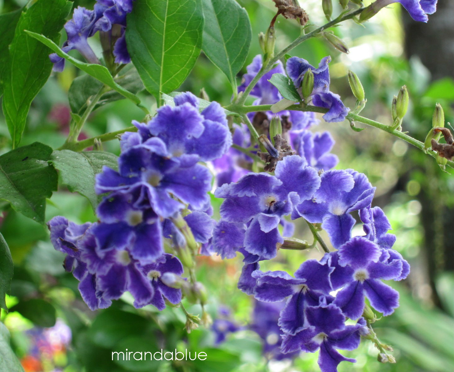 Live in the Moment: Duranta repens
