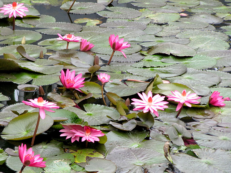 Những hình ảnh đẹp của hoa súng | Hình ảnh hoa đẹp, hoa sinh nhật, hoa cưới