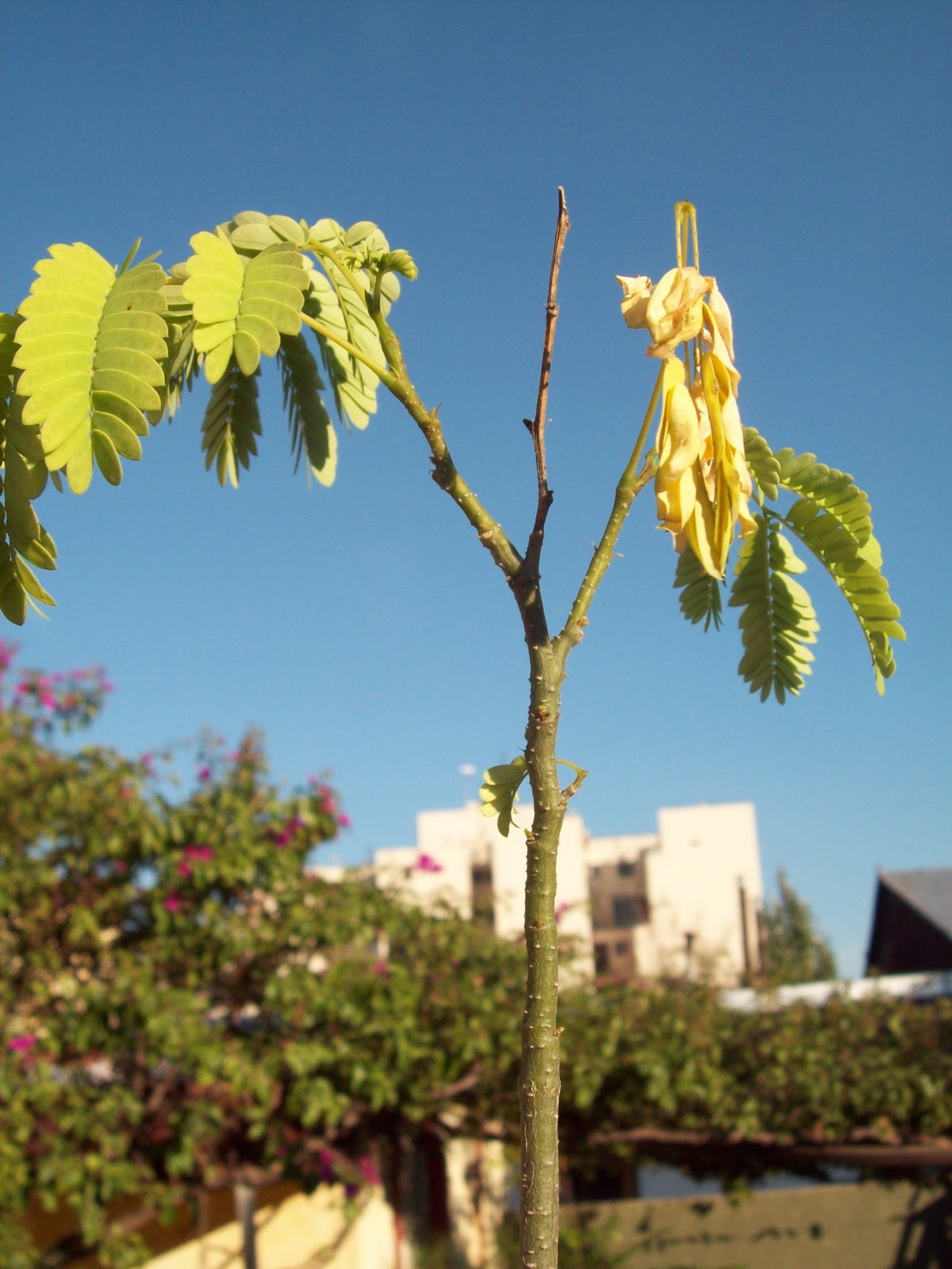 Arbol Hermano: Chivato - Flamboyan rojo (deloix regia)