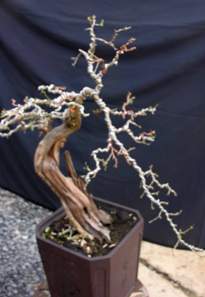 Lê Thạnh - Kỷ lục gia - Dị nhân Bonsai Ngược: Kỹ thuật “Đảo cành lấy chi”