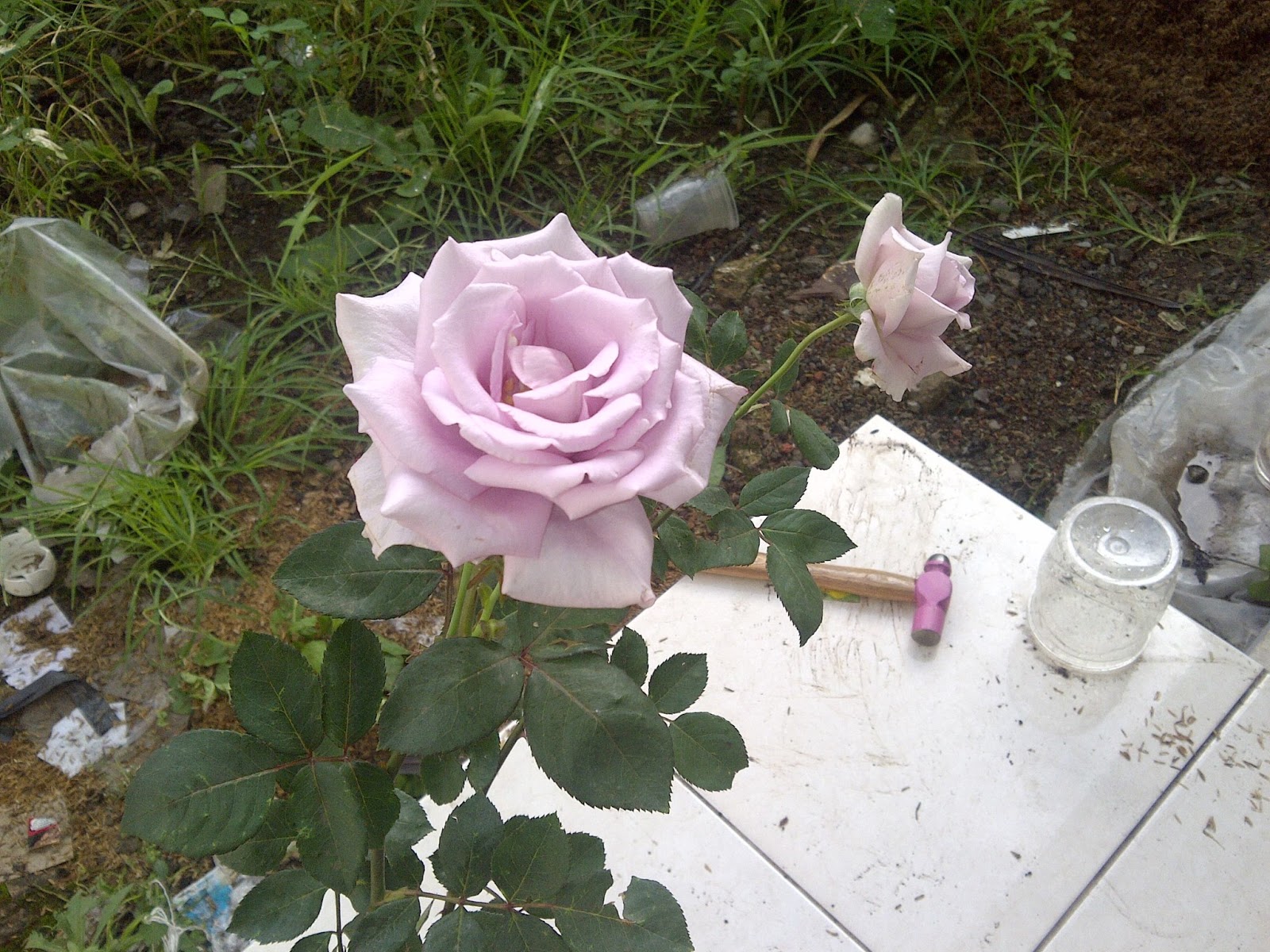 Bunga Mawar Merah Putih Pink Pictures