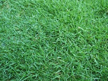 RUMPUT ZOYSIA MATRELLA ATAU RUMPUT MANILA ( RUMPUT JEPANG ) TIDAK KALAH ...