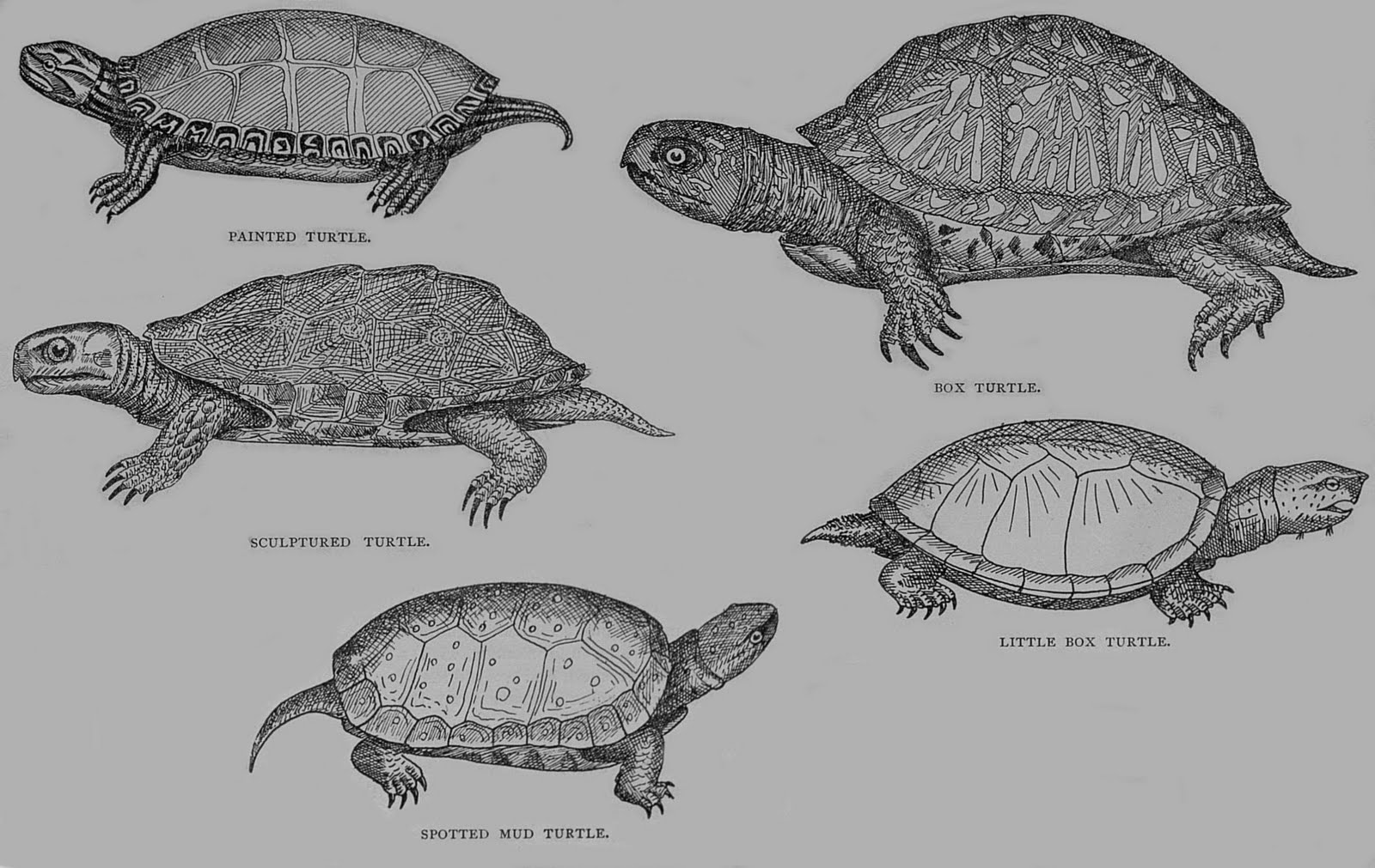 From Stillwater: Our North-Eastern Turtles