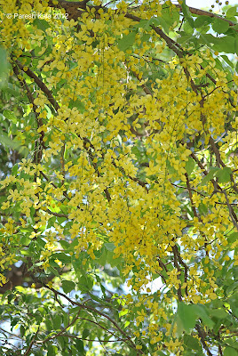 रुबाई - Rubaai: Flowering trees - Cassia fistula (बहावा)